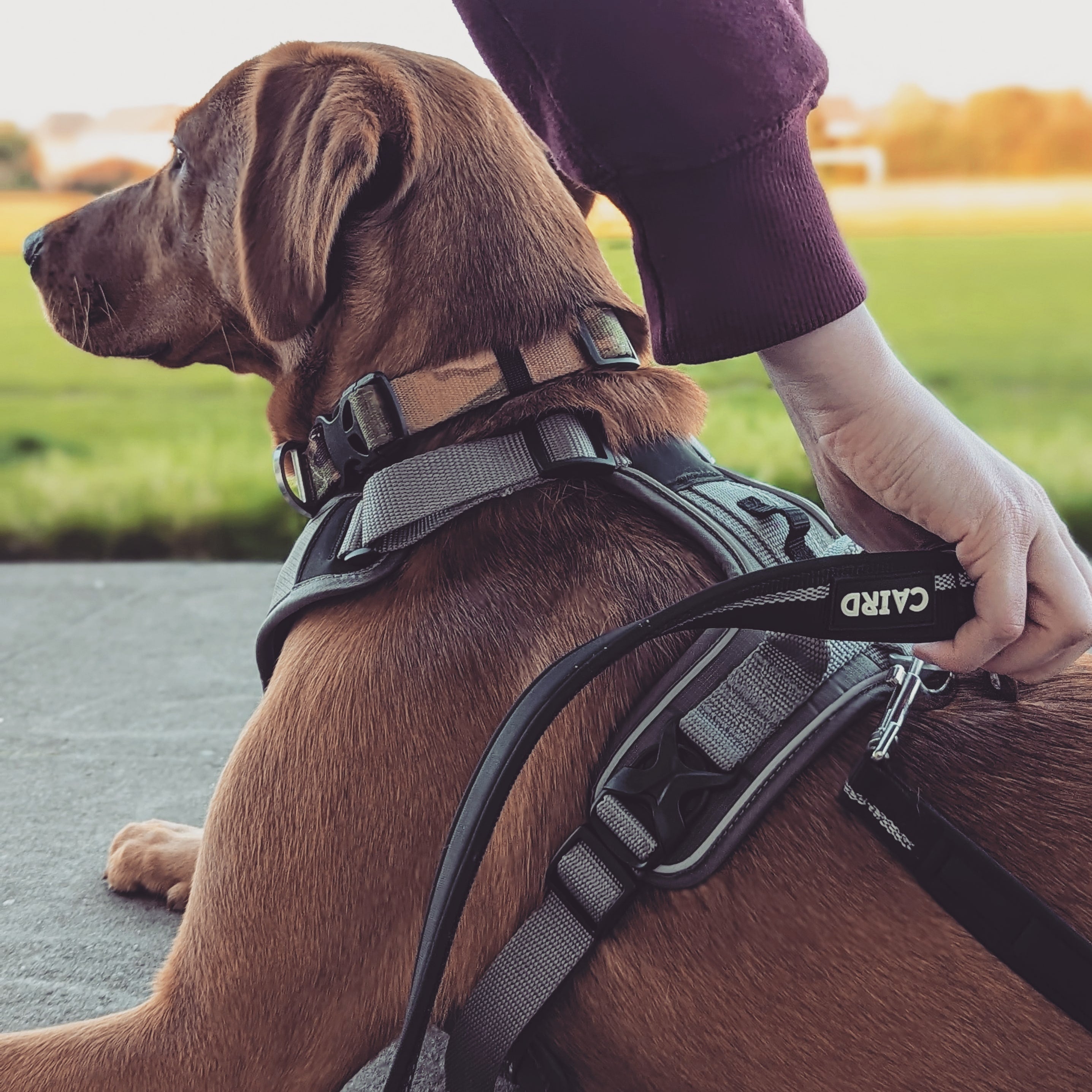 The Benefits of Using a Dog Harness – CAIRD