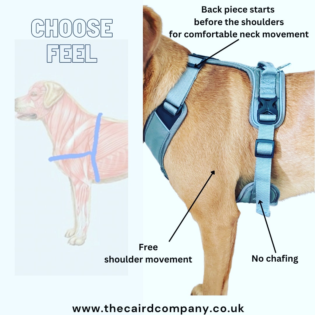 Advance Harness - Orange – CAIRD