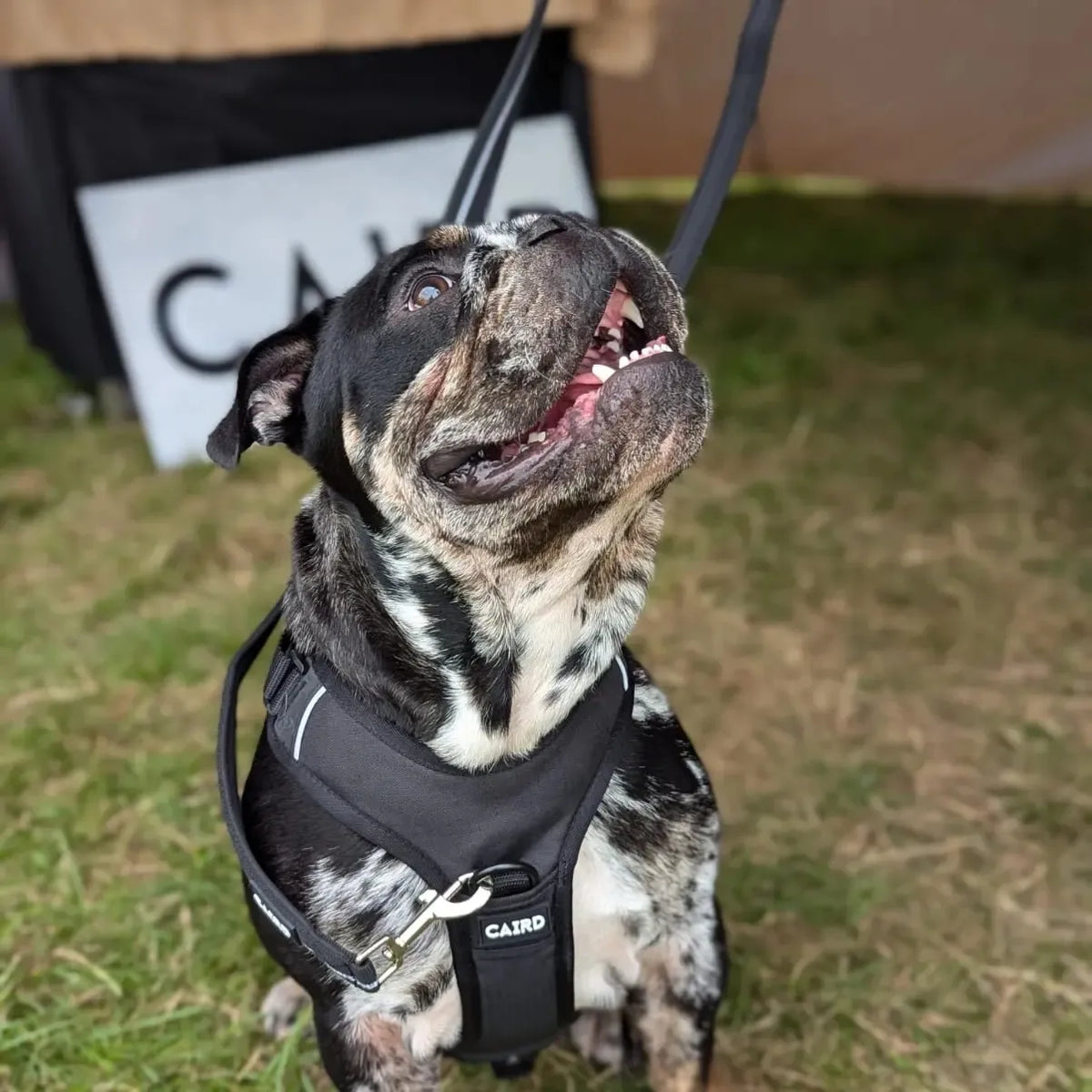 Advance Harness - Black – CAIRD